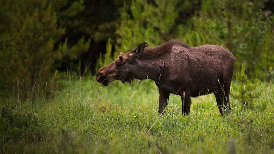 Elch-Dame bei Rietschen gesichtet - Elch Ole weiter in Polen - Radio ...